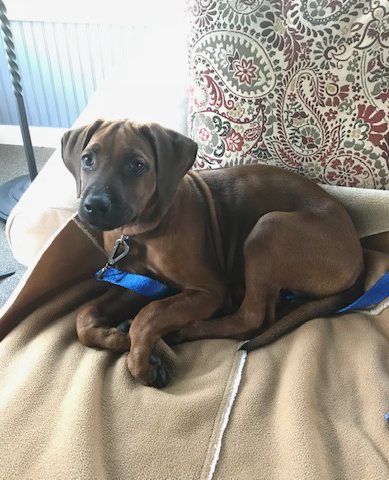 Past Litters – Masai Pride Ridgebacks