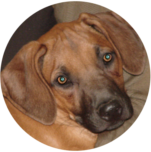 Masai Pride Ridgebacks – The Majesty of Masai