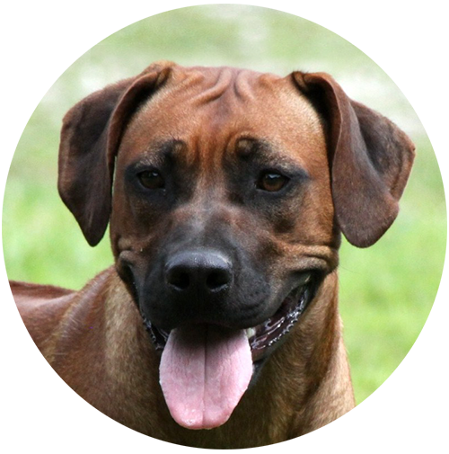 Masai Pride Ridgebacks – The Majesty of Masai