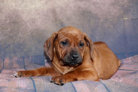 Available Puppies – Masai Pride Ridgebacks
