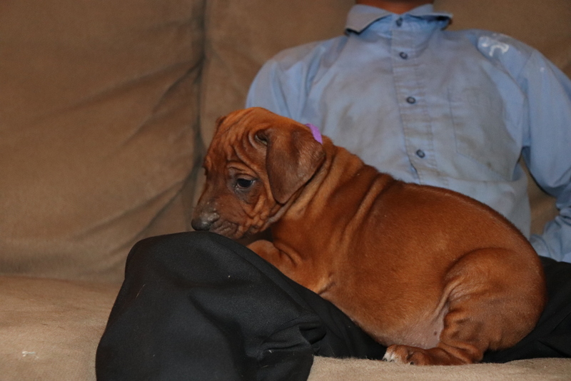 Available Puppies – Masai Pride Ridgebacks