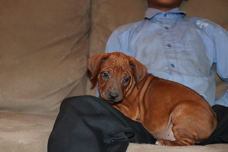 Available Puppies – Masai Pride Ridgebacks